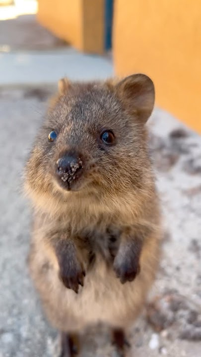 Quokka - Happy miniature marsupials - YouTube