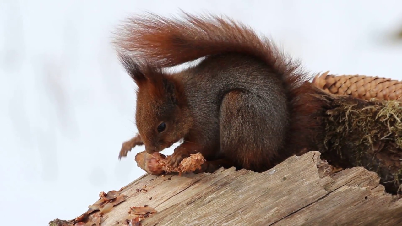 Paprastoji voverė-Sciurus vulgaris-video canon eso 600 D - YouTube