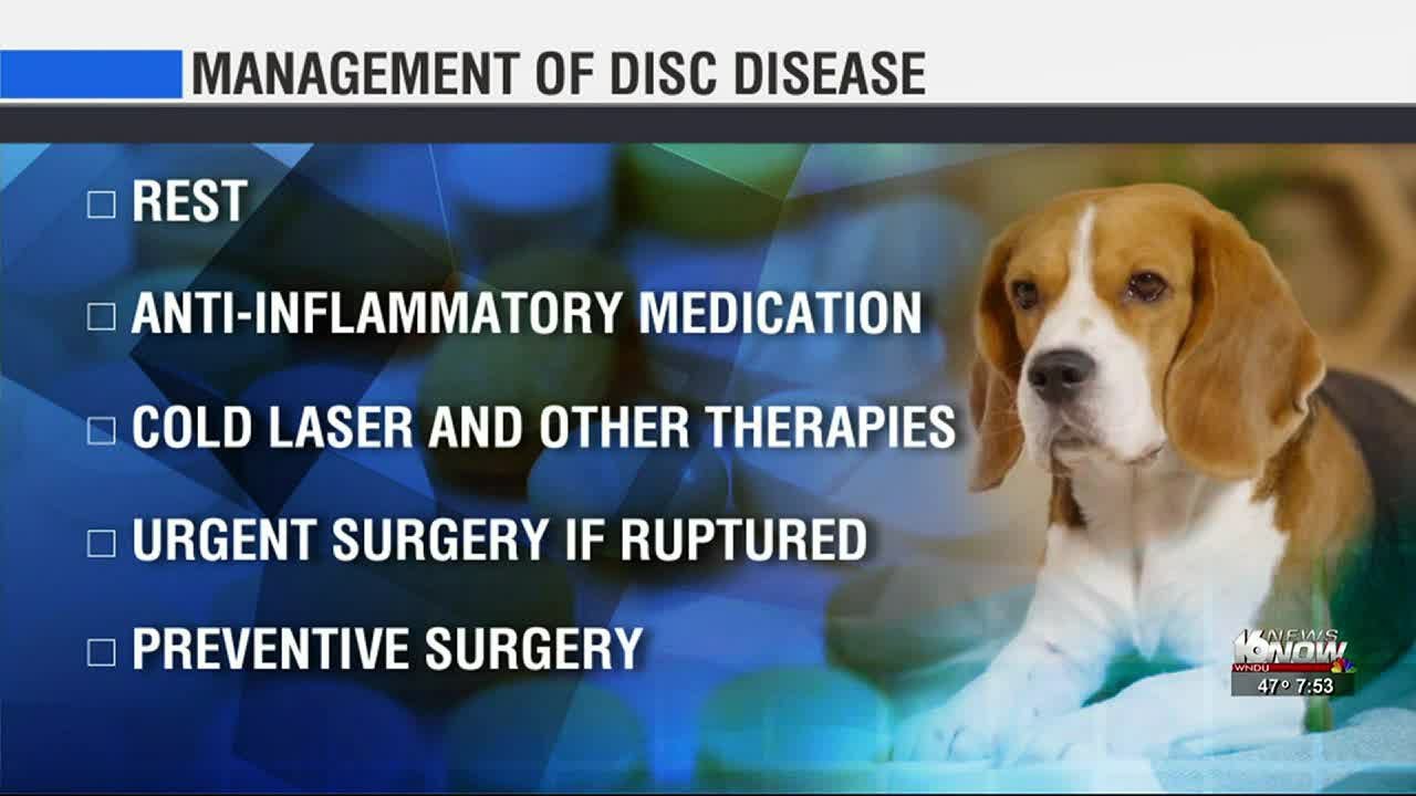 Pet Vet: Intervertebral Disc Disease - YouTube
