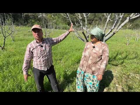 DOĞAL İNCİR ÜRETİMİ 1. Bölüm (Ocak-Şubat-Mart) Nedim Yıldız 