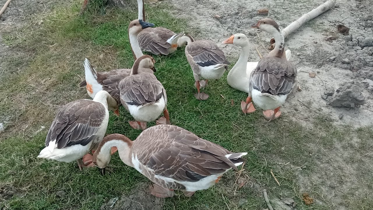 Beautiful Raj Hash video - YouTube