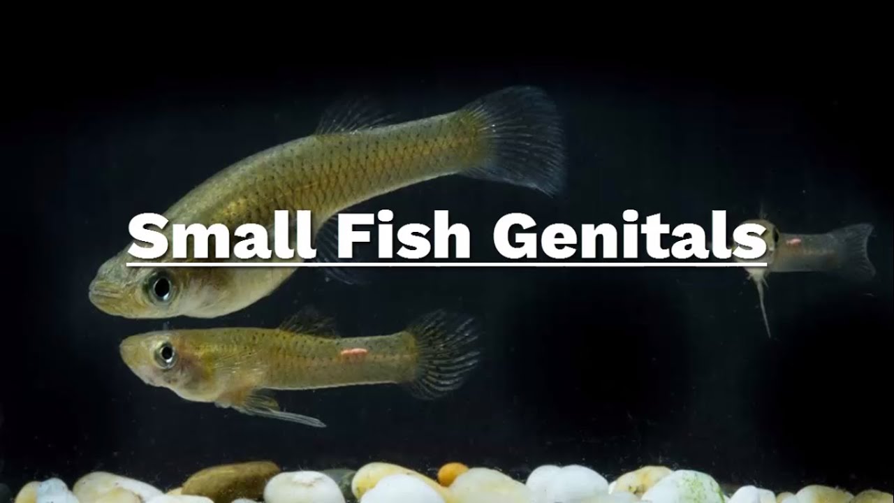 Small Fish Genitals - YouTube