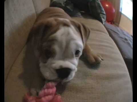 English bulldog puppy attacks camera - YouTube