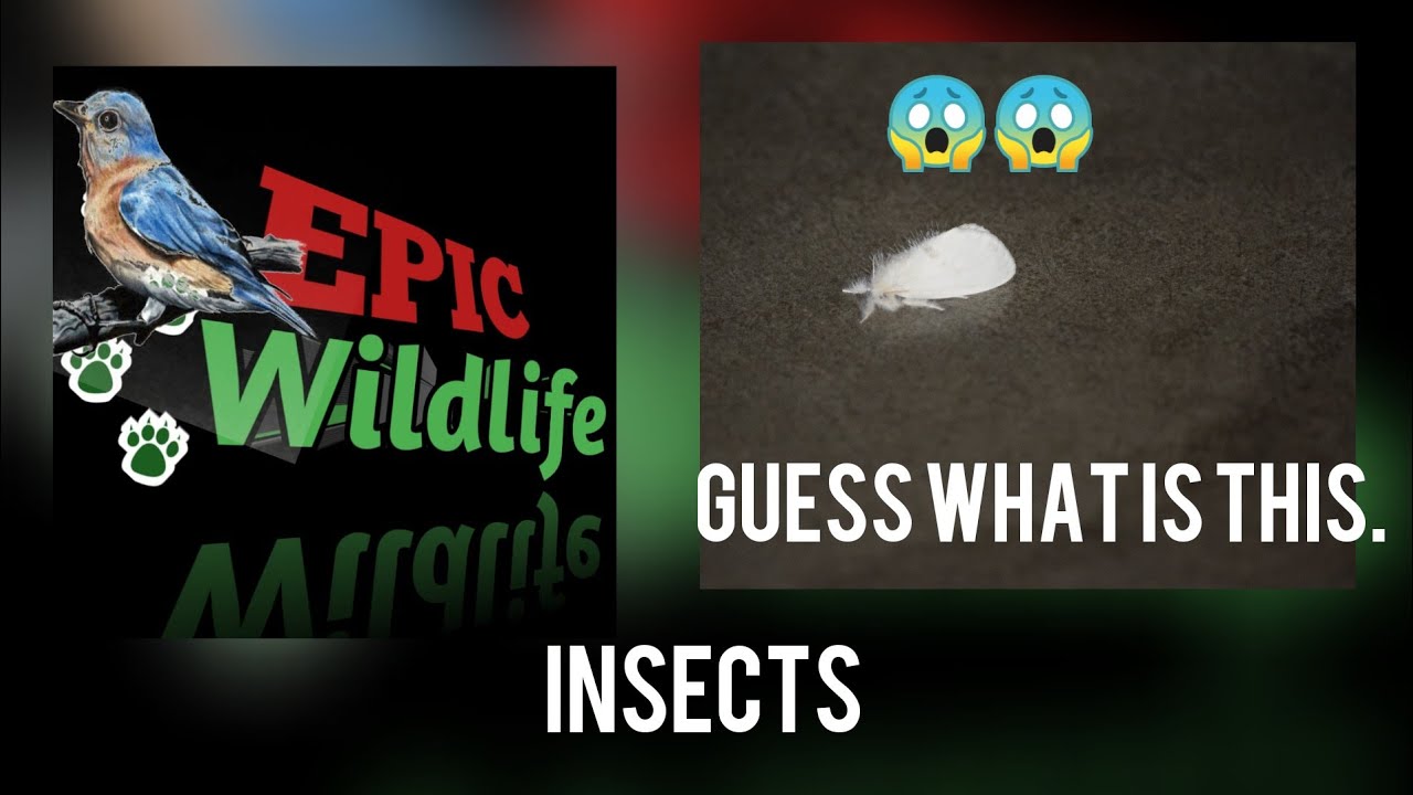Interesting Insects| Epic Wildlife| #6 - YouTube
