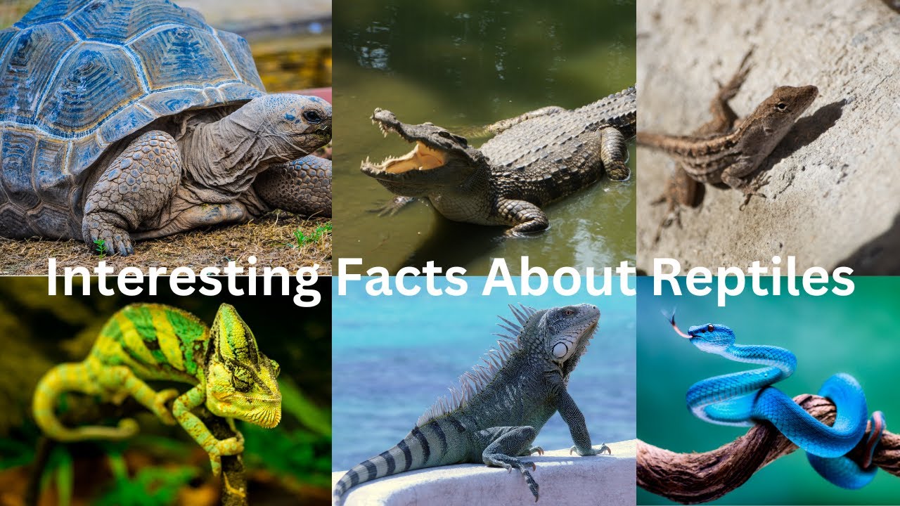 Interesting Facts About Reptiles||About Reptiles(@FunLearning-xu2qp ...