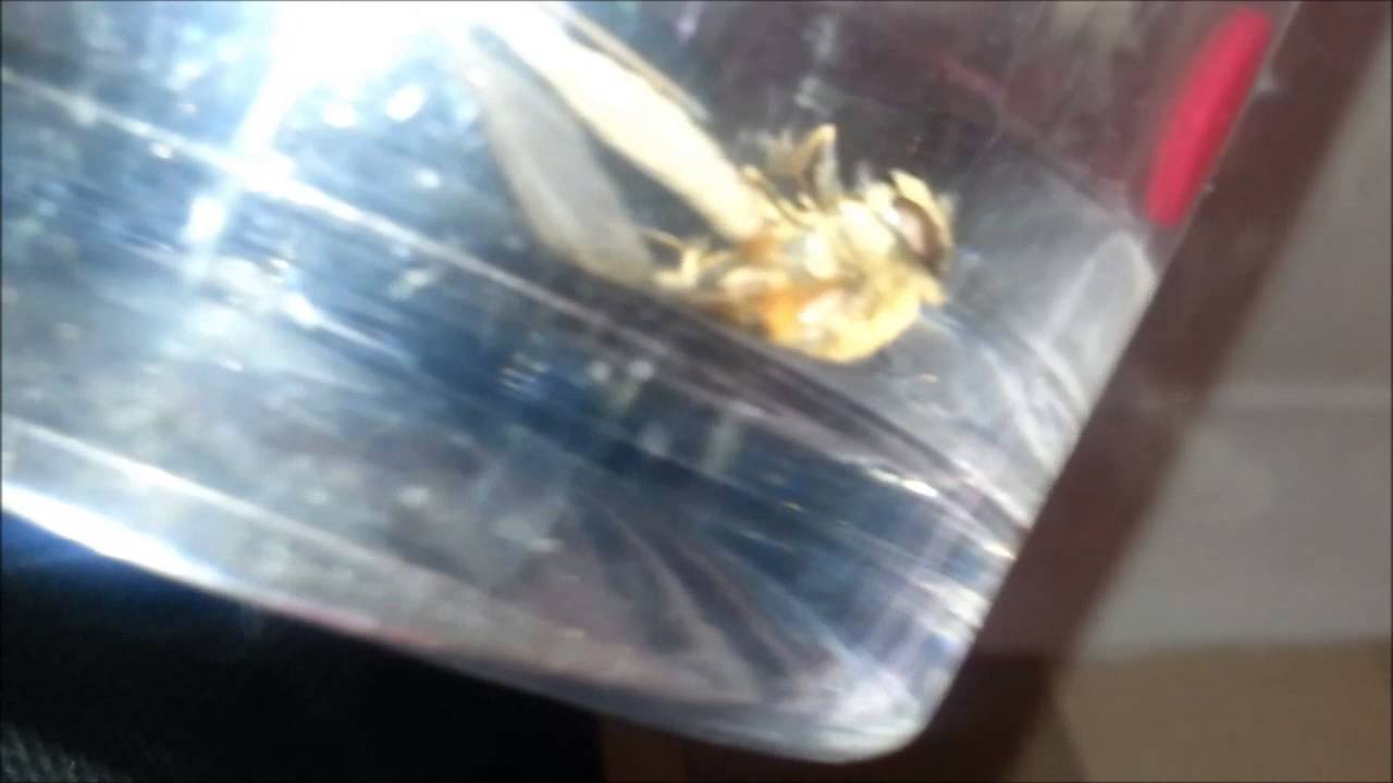 High animal wrestleing: Wasp vs Daddy Long Legs - YouTube