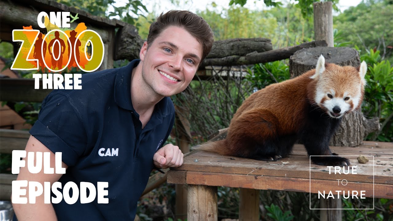 The Birthday | One Zoo Three | Full Episode - YouTube