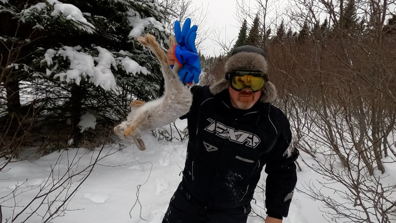 Wolf Vs Pine Marten ( Nothing takes GhostWolf's Rabbit). - YouTube