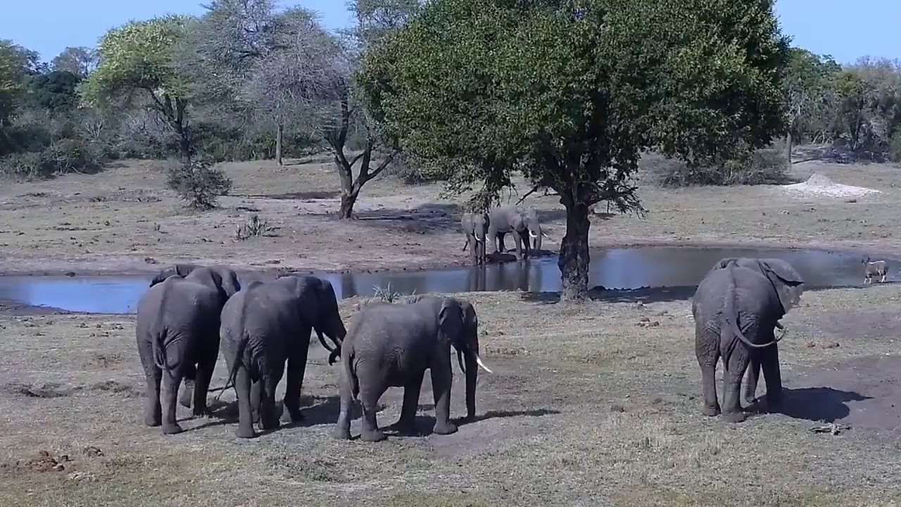 Live Cam: Tembe Elephant Park | AFRICAN WILDLIFE | Emangusi, South ...