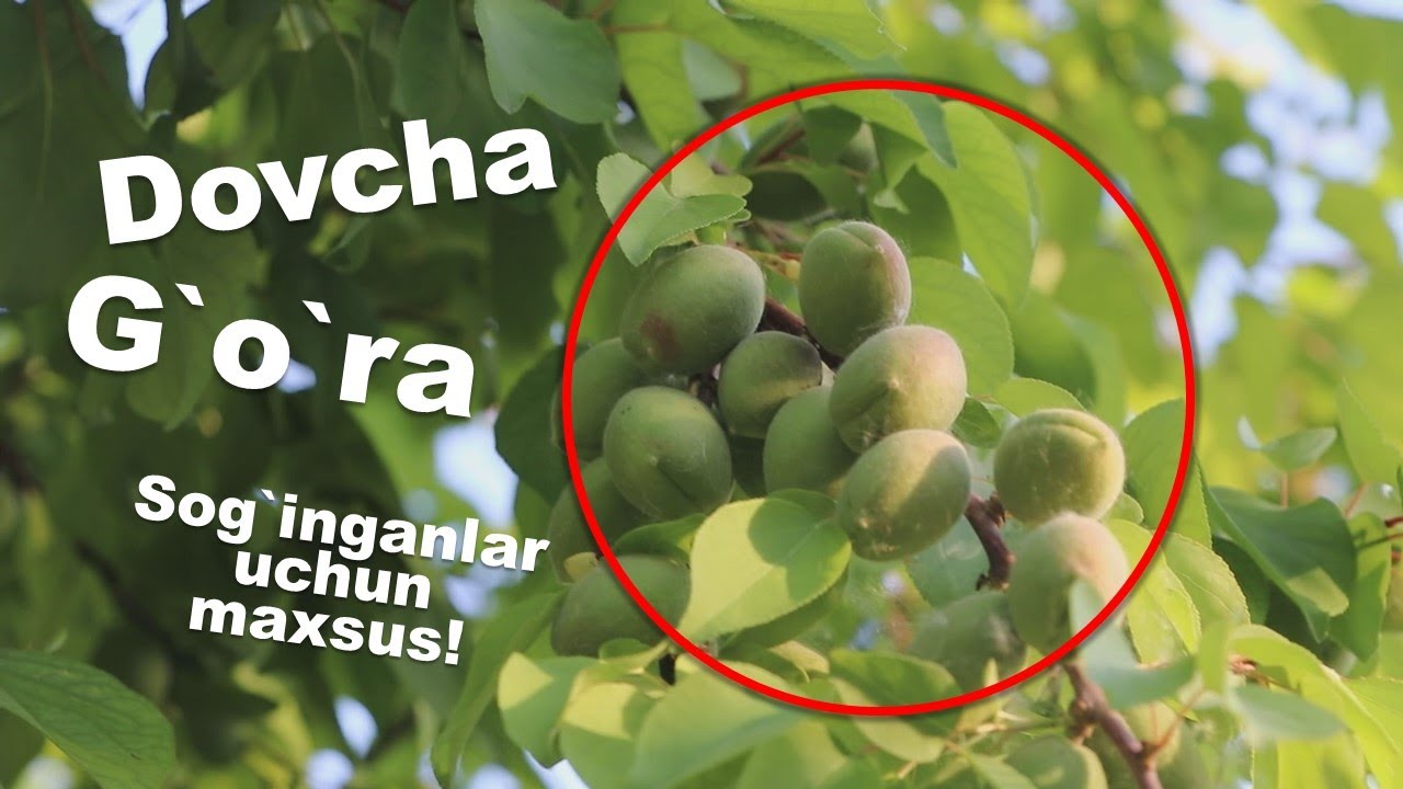 G`o`ra / Dovcha, Ғўра / Довча (Соғинганлар учун) - YouTube