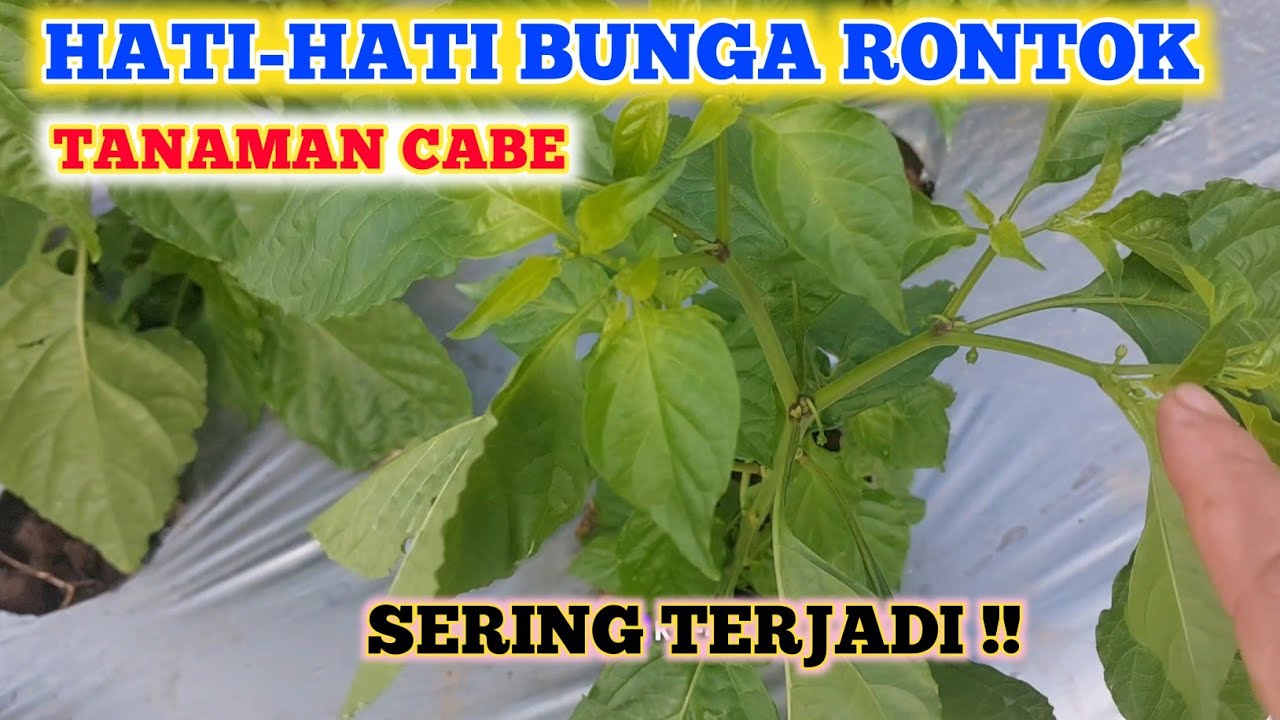 CARA MENGATASI BUNGA CABE RONTOK | MENCEGAH BUNGA CABE RONTOK - YouTube