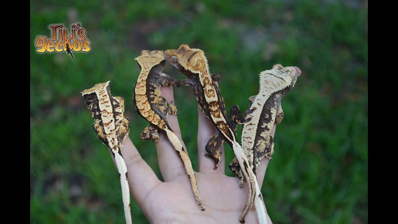 Lizard Heaven! A Closer Look At Our New Reptile Facility. TikisGeckos ...