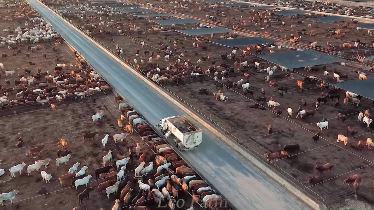 Largest Cattle Farm - American Ranchers Raise 60,3 Million Beef Cattle ...