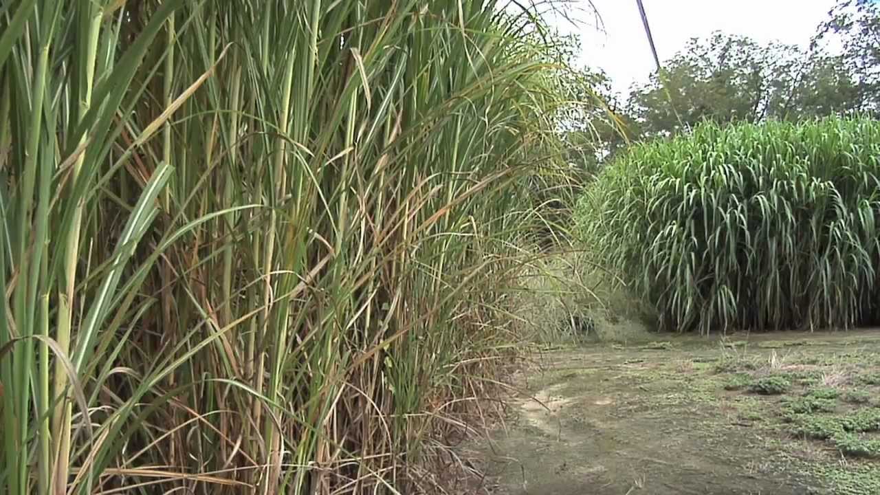 UGA Searching For Best Grass For Biofuel - YouTube