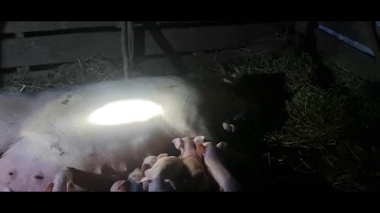 parto en cerdas - YouTube