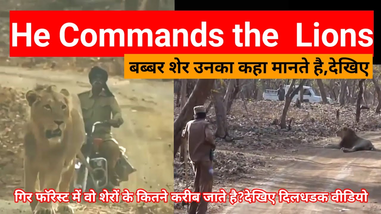 He Commands Lion click here watch //शेर उनका कहा मानते है,देखिए #lions ...
