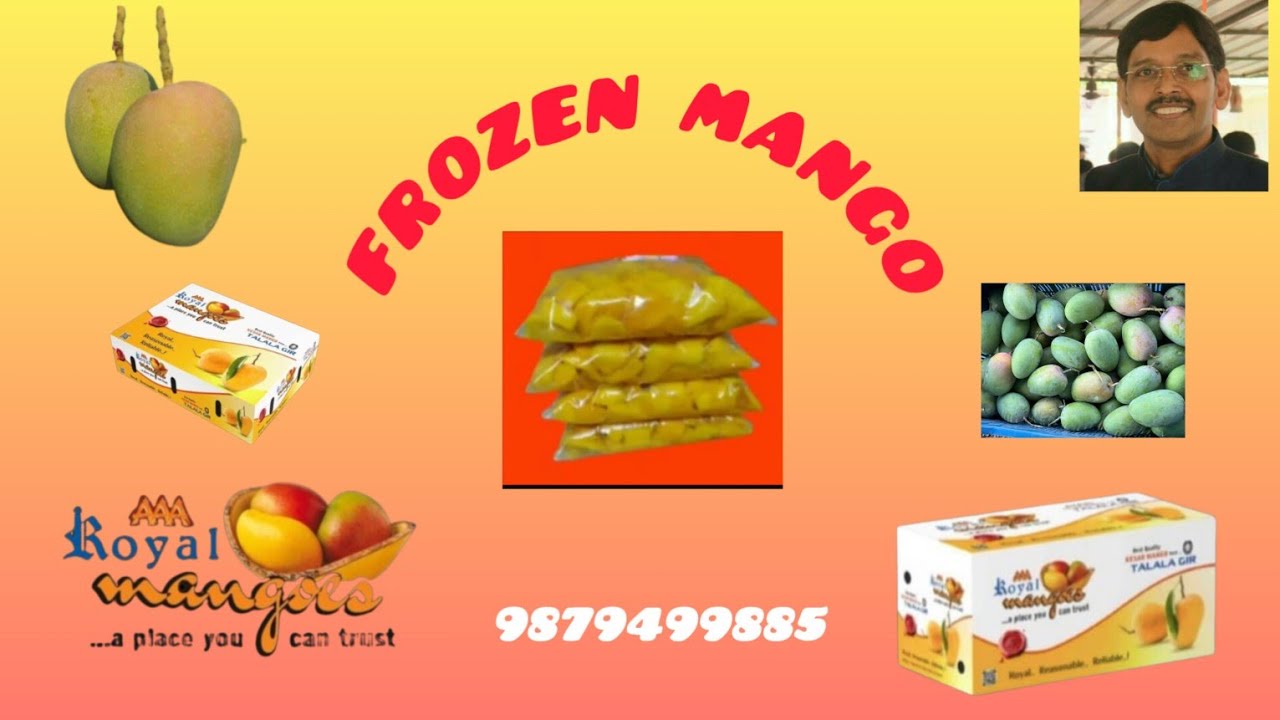 kesar mango season 2024 #aam #bestfood #kesar #mango #talala # ...