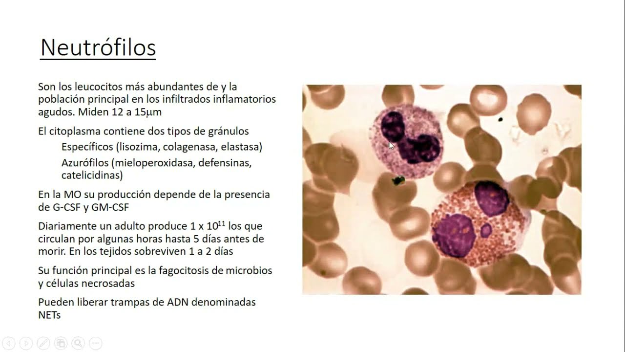 Inmunología - Células Fagocíticas 1/1 - YouTube