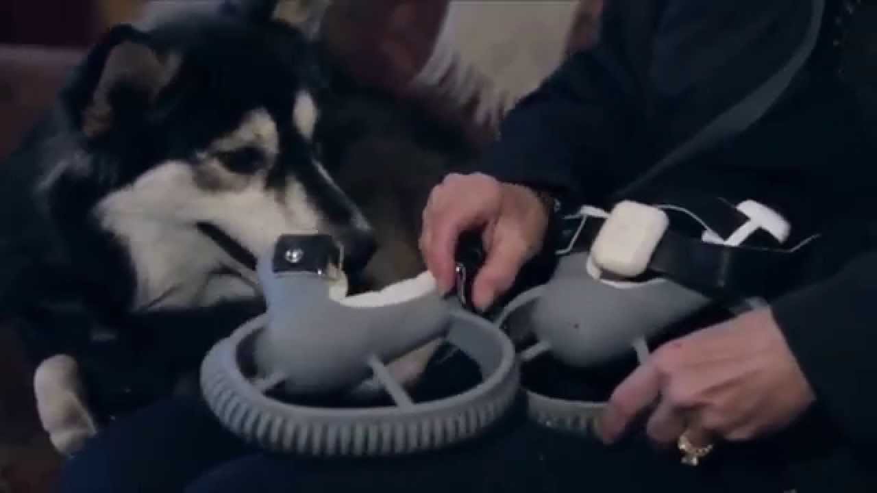 Dog Born With Deformed Front Legs Runs Again on 3D Printed Prosthetics ...