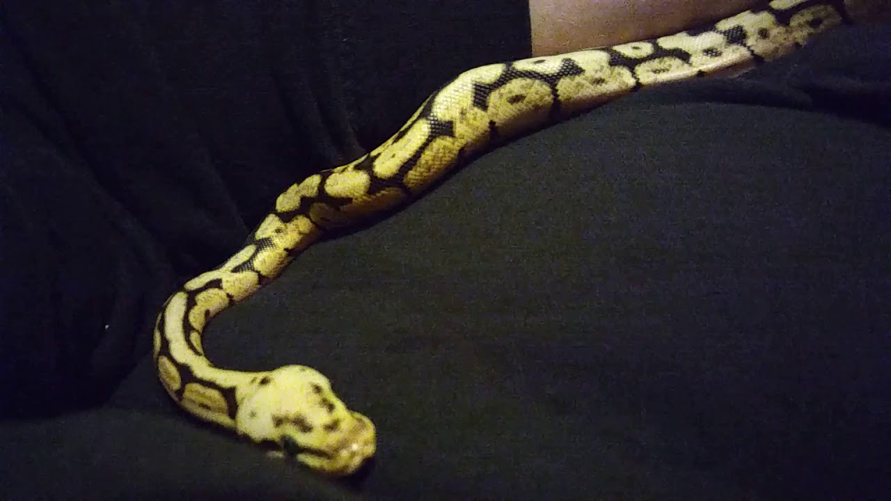 Cute snake scoots boot into pocket - YouTube