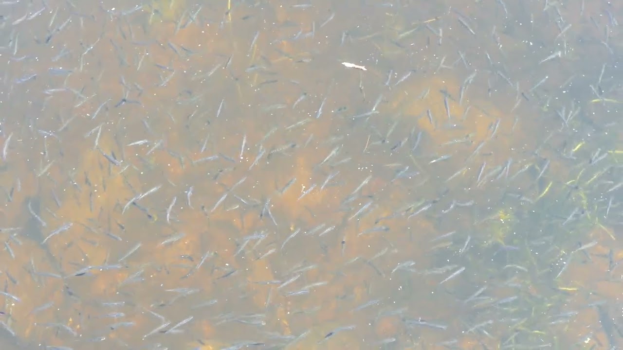 Bass and Walleye Fingerlings - YouTube