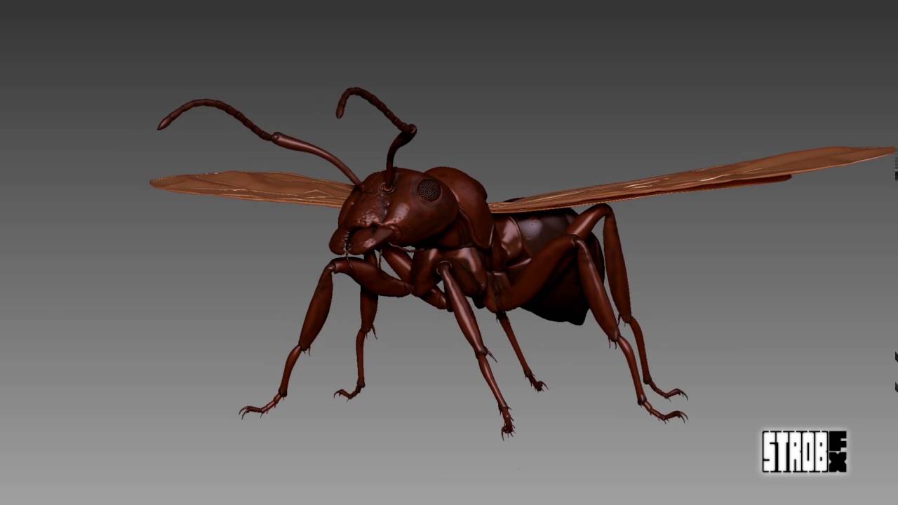 StrobFX Insect Modeling - YouTube