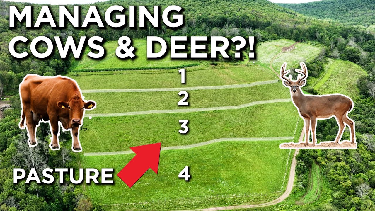 Managing Cattle & Deer?! | It Can Be Done! - YouTube
