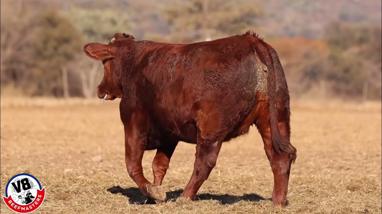 Beefmaster heifer - YouTube