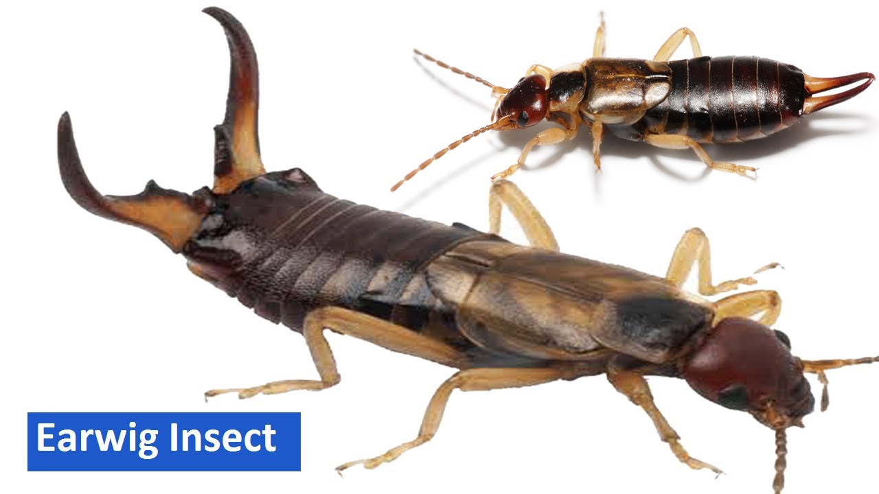 Earwig Insect Facts | What Are Earwigs? - YouTube