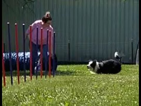 Dog Agility Weave Pole Exits and Entries. Drill 1 grey numbers - YouTube