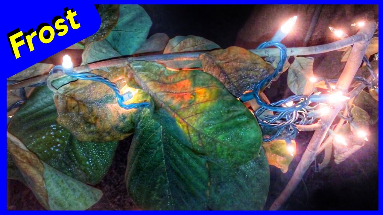 Christmas Light Frost protection (Easy & Cheap) - YouTube