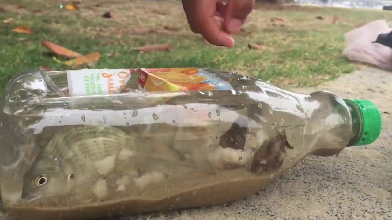 DIY Potty Mullet Trap Clontarf NSW - YouTube