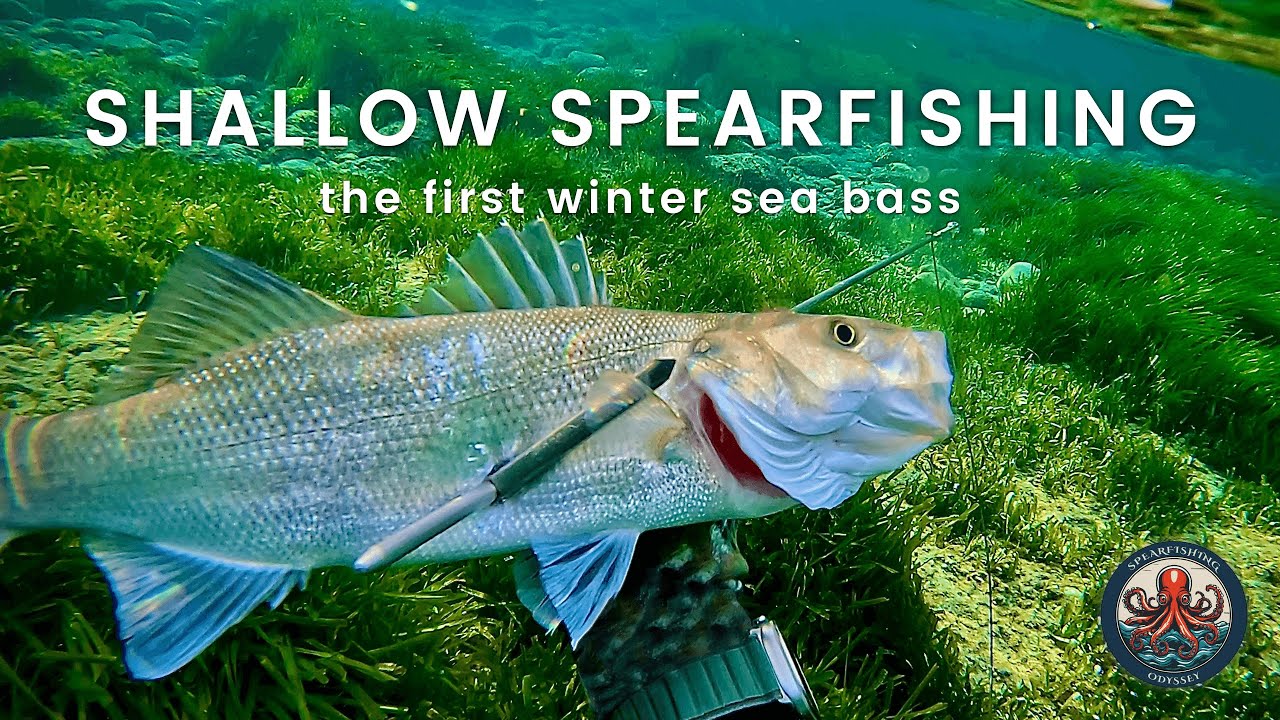 🔱 The First Sea Βass of the Season | Shallow Spearfishing in ...