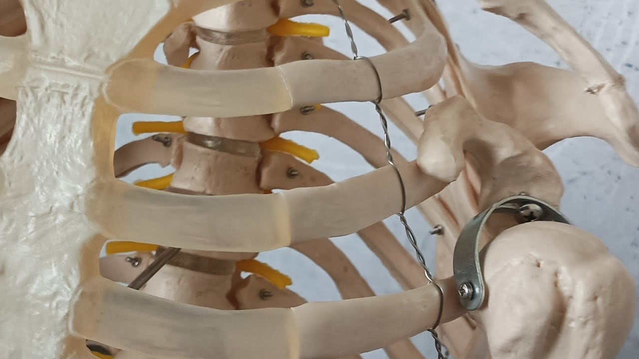 Shoulder Flexion, Humerus and it's Parts - YouTube