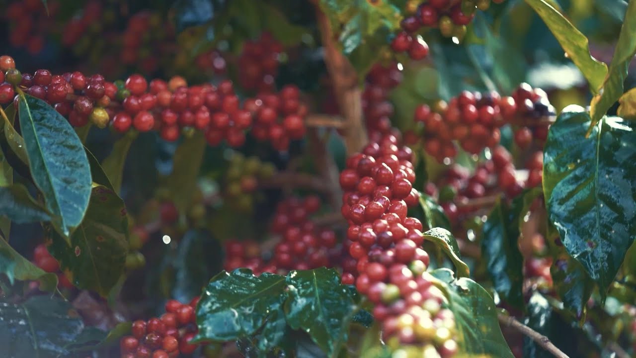 GLOBALink | China's booming coffee industry pursues high-quality ...