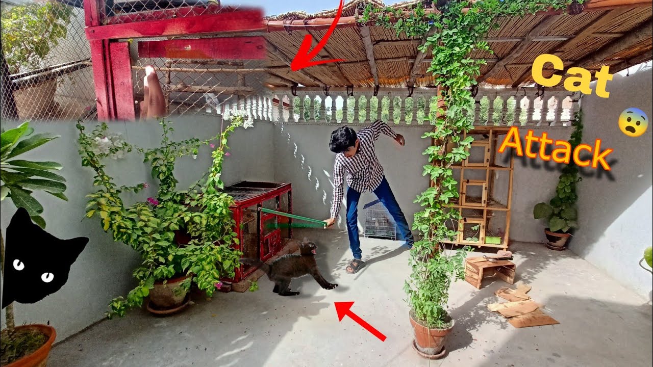 Cat attack on my budgies colony 😨|Jali ko bhi faar Diya😡 - YouTube