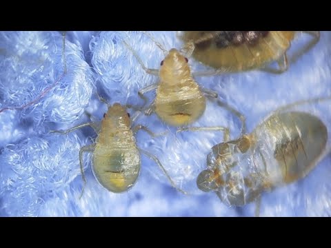 What do bed bug first stage larvae look like in a real couch? - YouTube