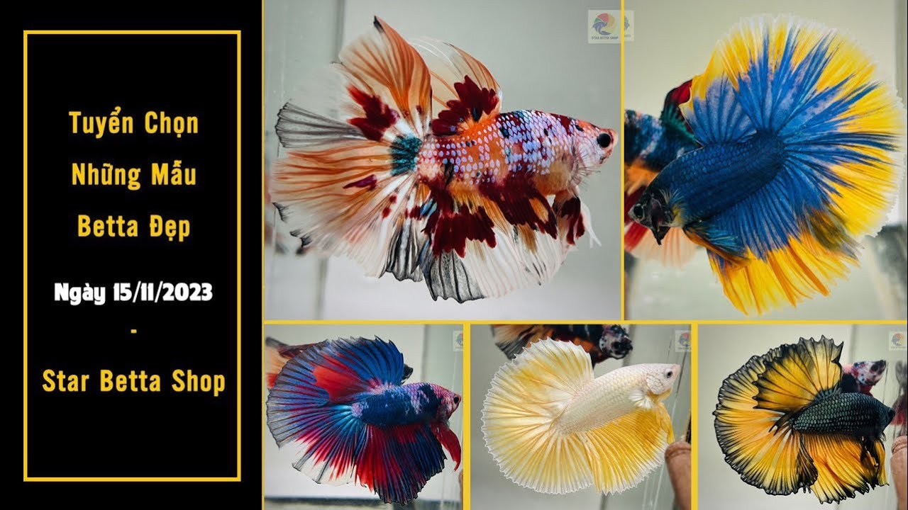 Mẫu Halfmoon, Koi Nemo Halfmoon Mới 15/11 - Star Betta Shop 0382698808 ...