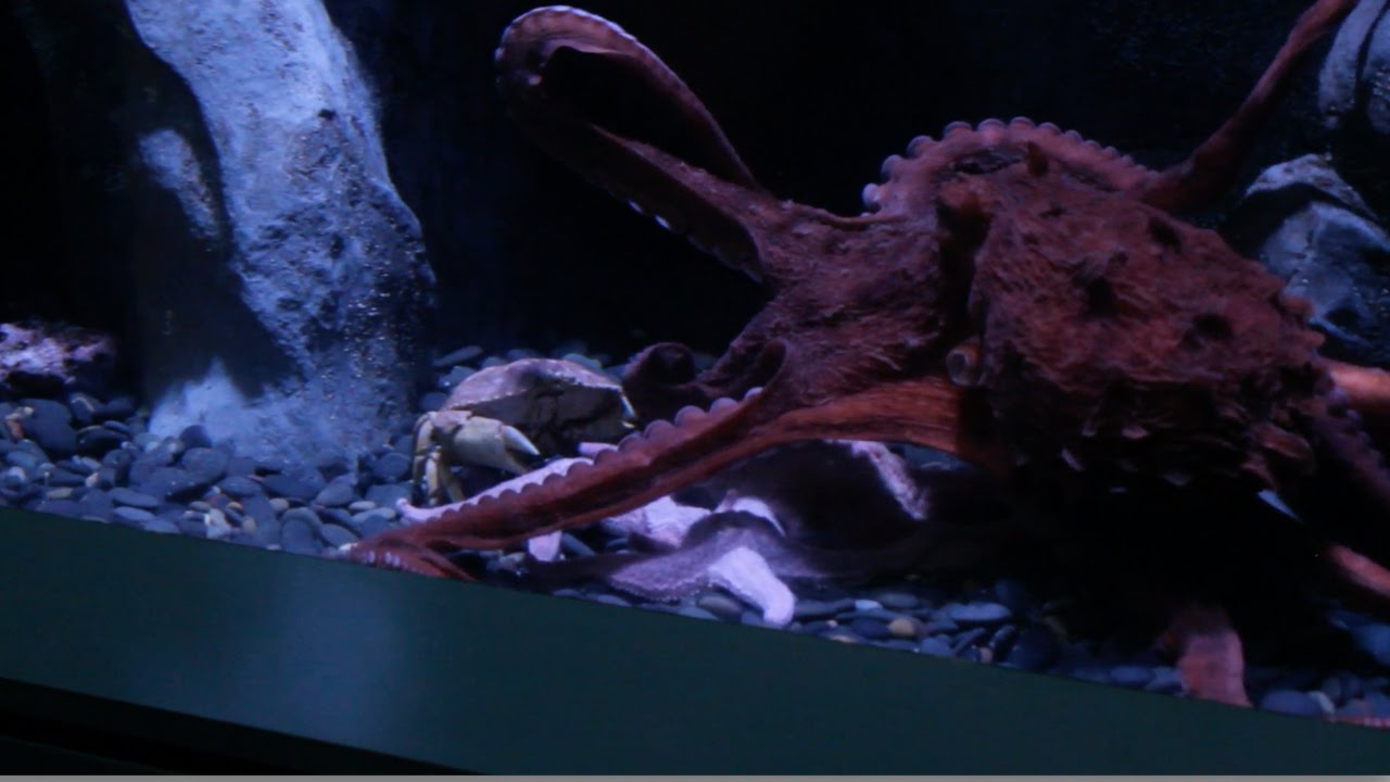 An Octopus Style Thanksgiving - YouTube