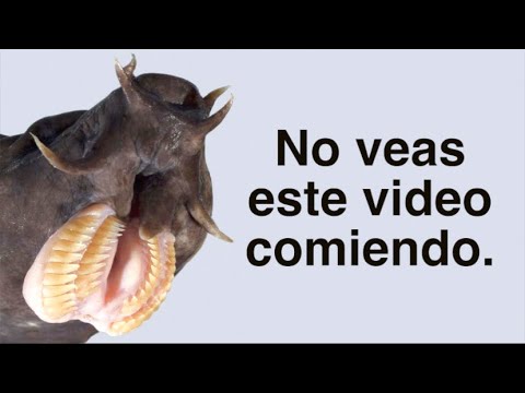Qué Pasa con los Peces Bruja - YouTube