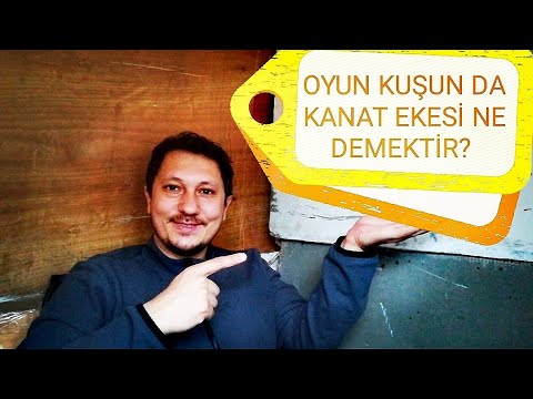 OYUN KUŞUN DA KANAT EKESİ NE DEMEKTİR? |SEFERLİ GÜVERCİN|