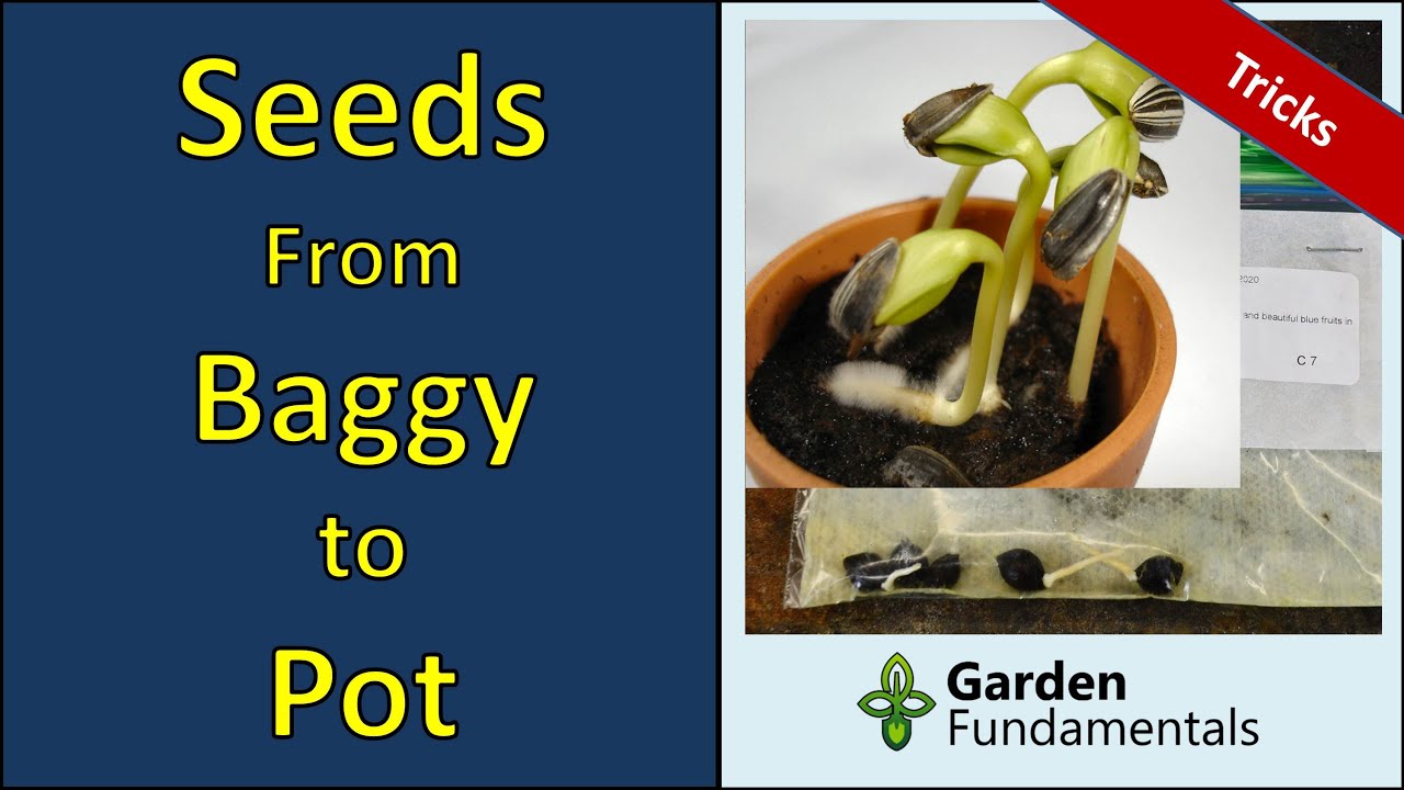 Baggy Method - A Few Tricks I Use to Move Seeds to Pots - YouTube