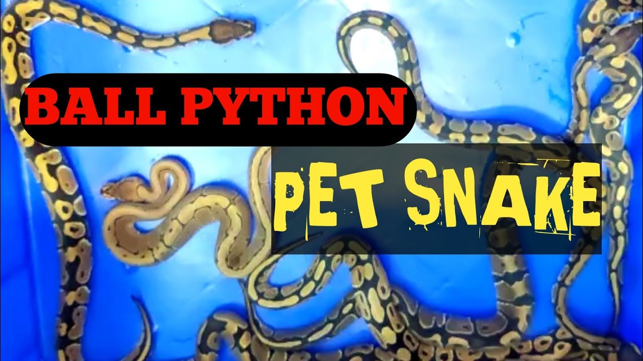 Ball Python Eating Mouse 🐍🐀 Youtube 5783