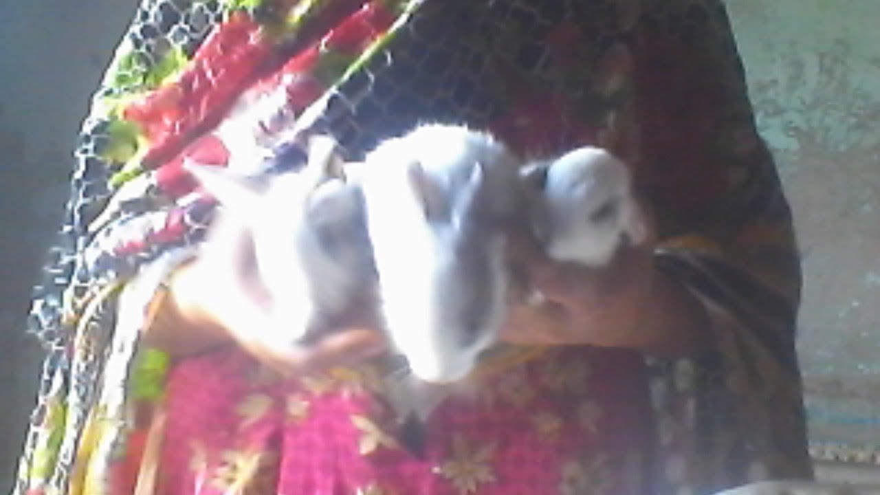 dasi girl maria rabbit - YouTube