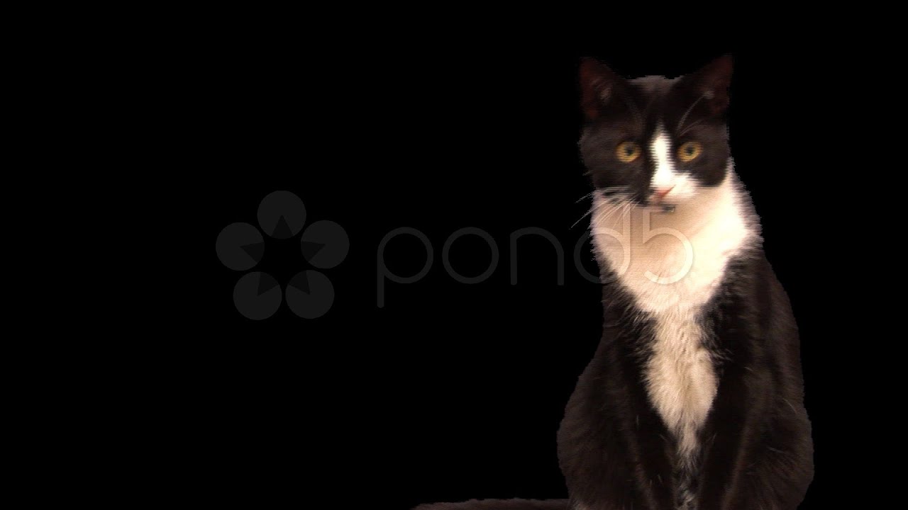 Cat On Alpha Channel. Stock Footage - YouTube
