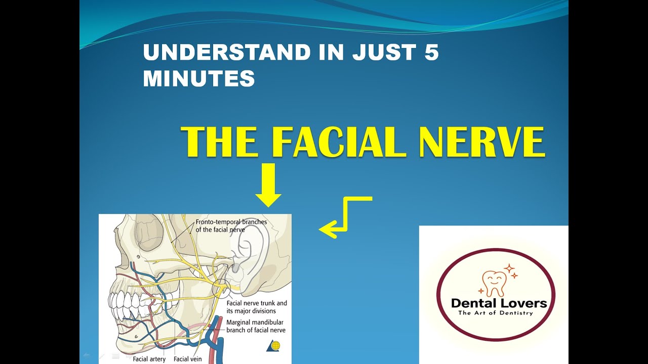 The Seventh cranial nerve| Facial Nerve| - YouTube