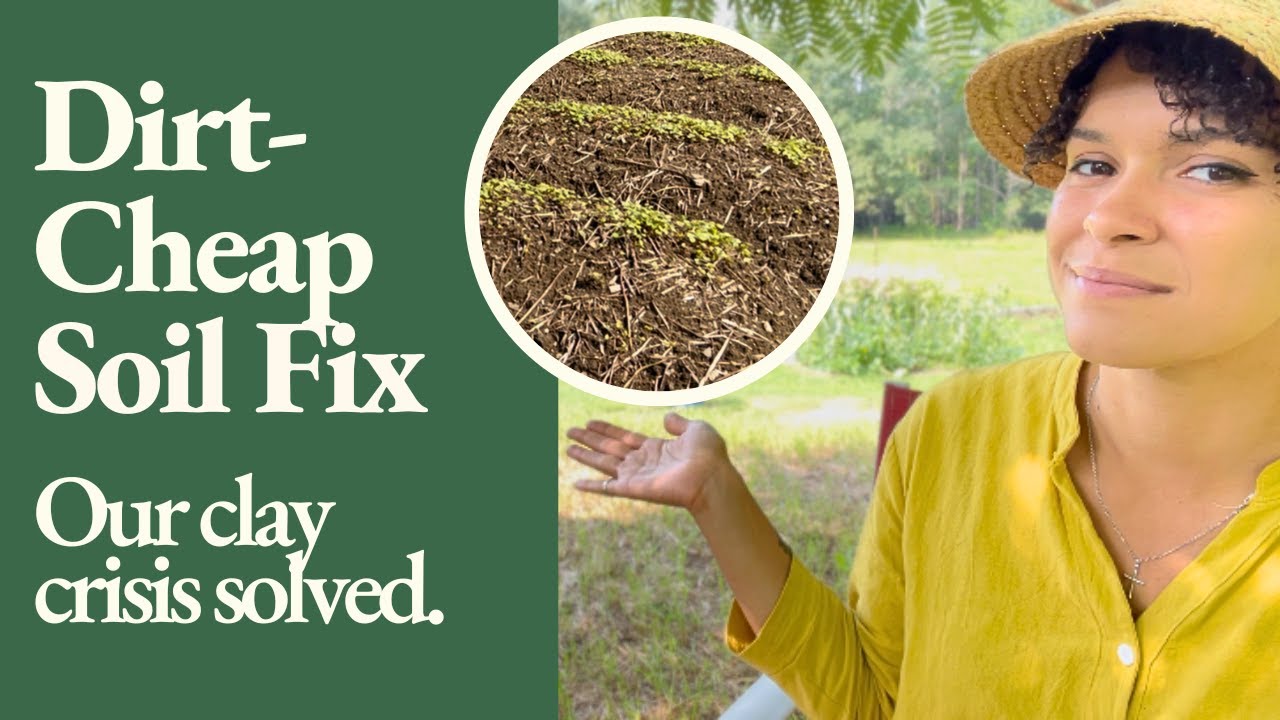 Green Manuring: Overcoming Heavy Clay Soil with Buckwheat | Homestead ...