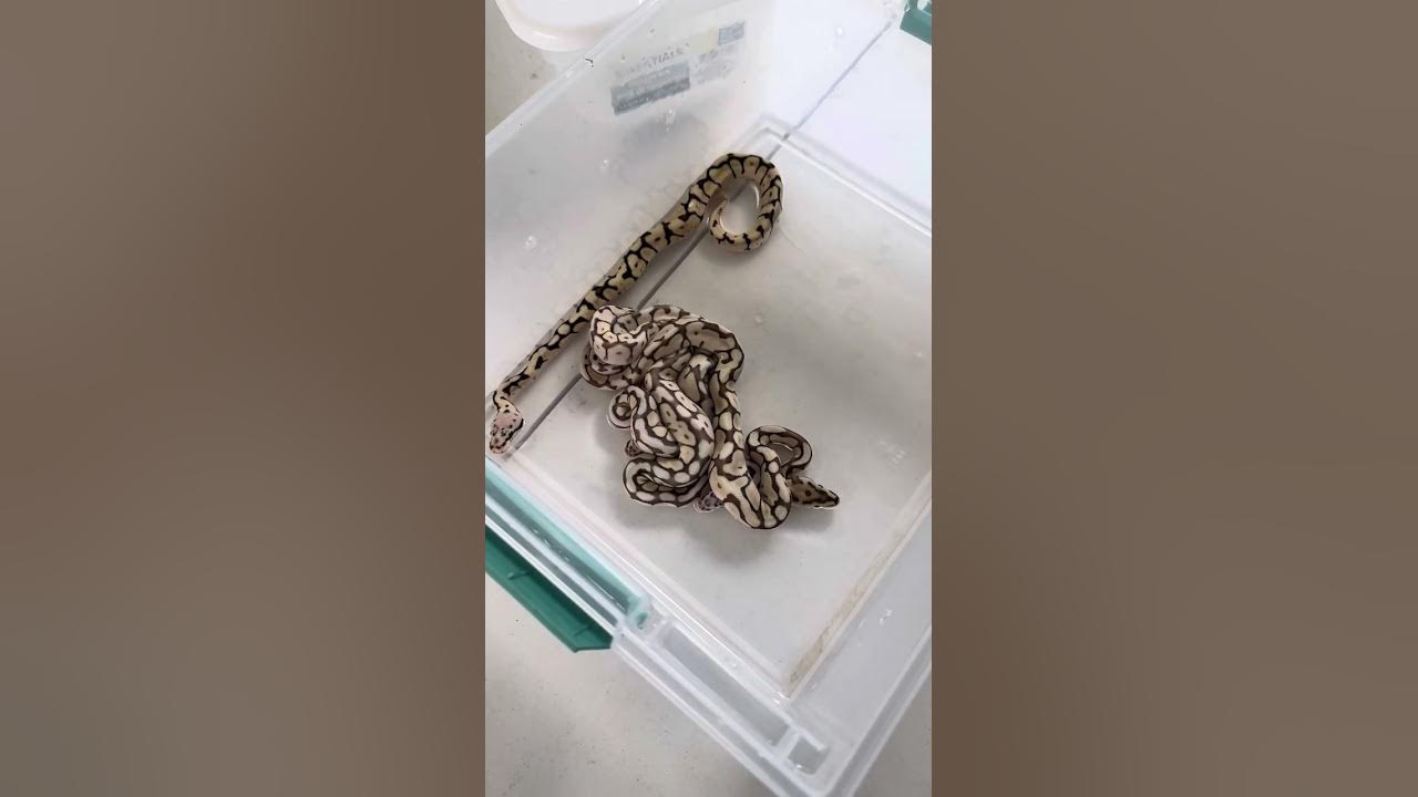 Lesser Spider Ball Python Hatchlings - YouTube