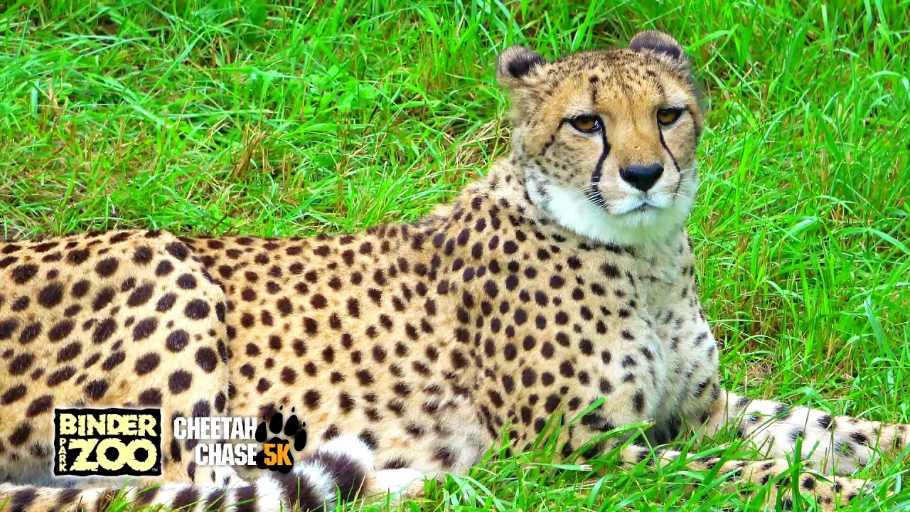 Binder Park Zoo | 0:30 TV Commercial | 5K Cheetah Chase | Battle Creek ...