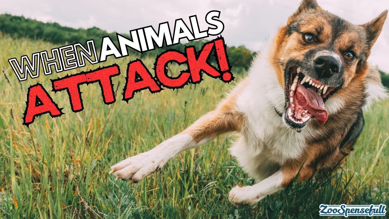WHEN ANIMALS ATTACK! - YouTube